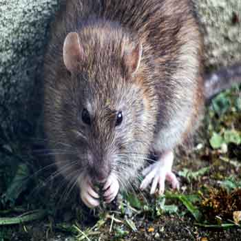 10 fakta om rotter - Skadedyrkontroll1
