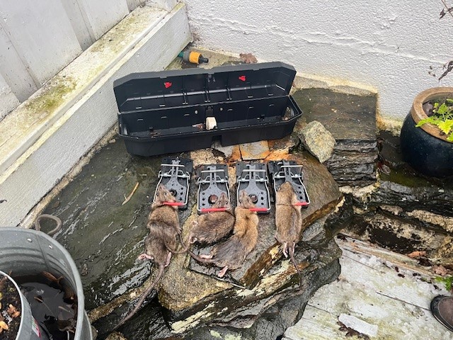 Fange rotter i rottefelle: Effektive metoder for skadedyrbekjempelse ...